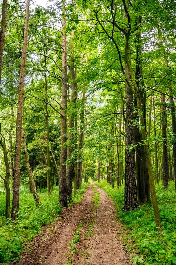 Path in forest stock photo. Image of footpath, path, mixed - 36825602