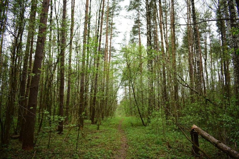 A Path in the Forest. the Grass is Green Around Tall Slender Trees ...