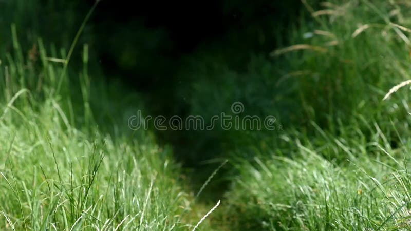 A Path in the Forest. a Grassy Path in the Forest and Flying Insects in ...