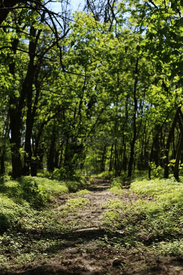 Path in the Forest, Green Leaves of Trees Stock Image - Image of path ...
