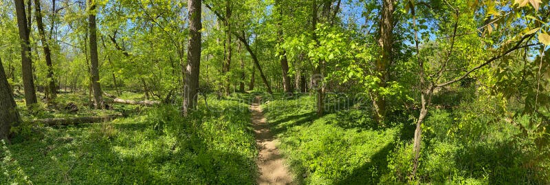 Path through the Forest Green Spring Landscape Stock Image - Image of ...