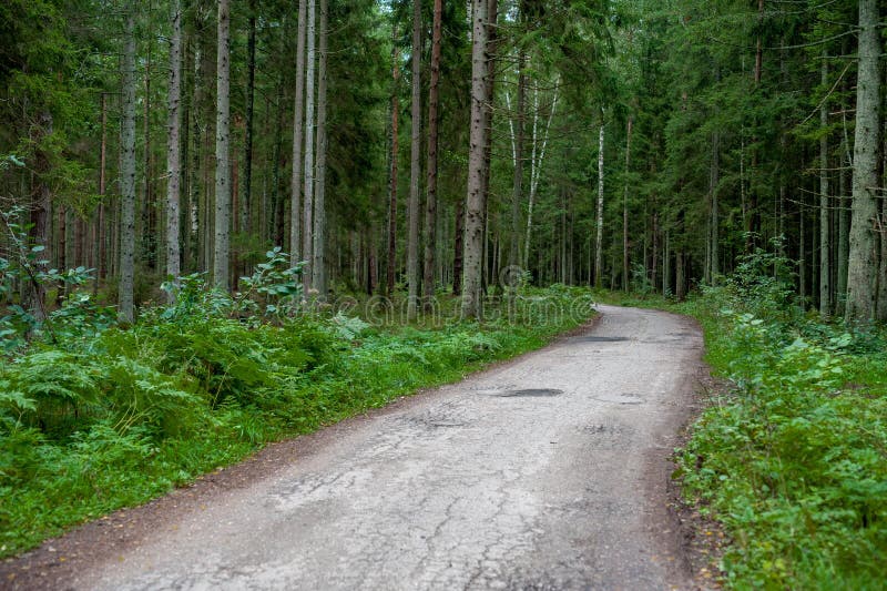 Path in Forest. Green Trees Around Stock Photo - Image of scene, tree ...
