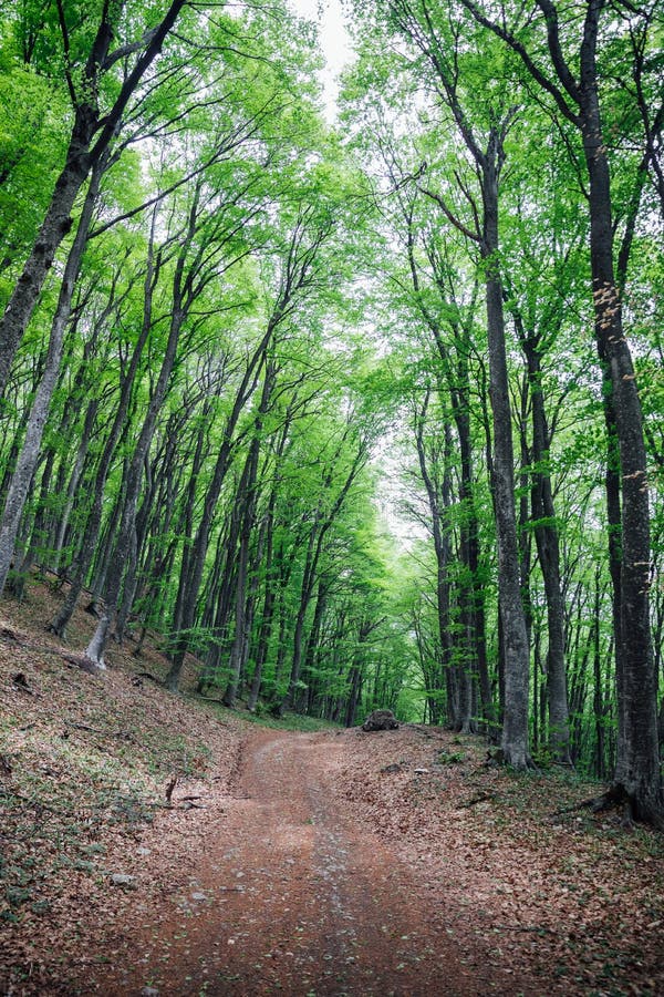 Path in the Forest Green Trees Nature Stock Photo - Image of landscape ...