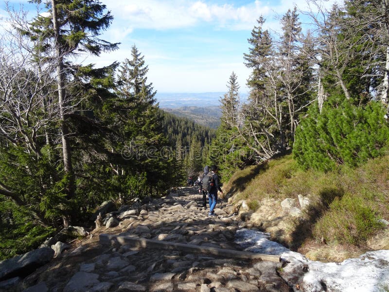 Path through the Forest among the Greenery. Hiking and Jogging in the ...