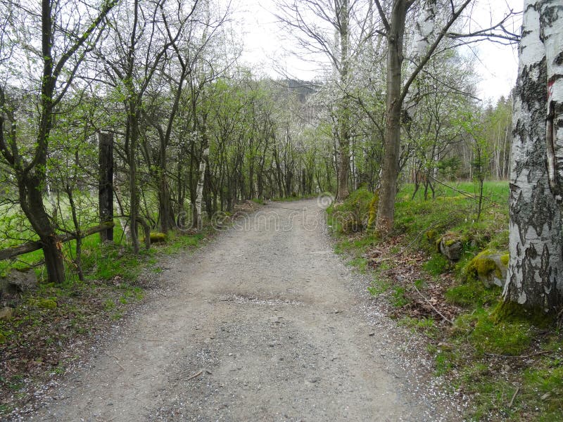 Path through the Forest among the Greenery. Hiking and Jogging in the ...