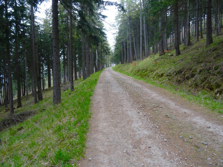 Path through the Forest among the Greenery. Hiking and Jogging in the ...