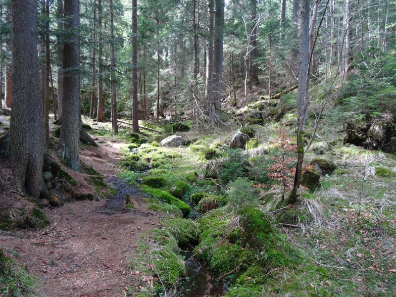 Path through the Forest among the Greenery. Hiking and Jogging in the ...
