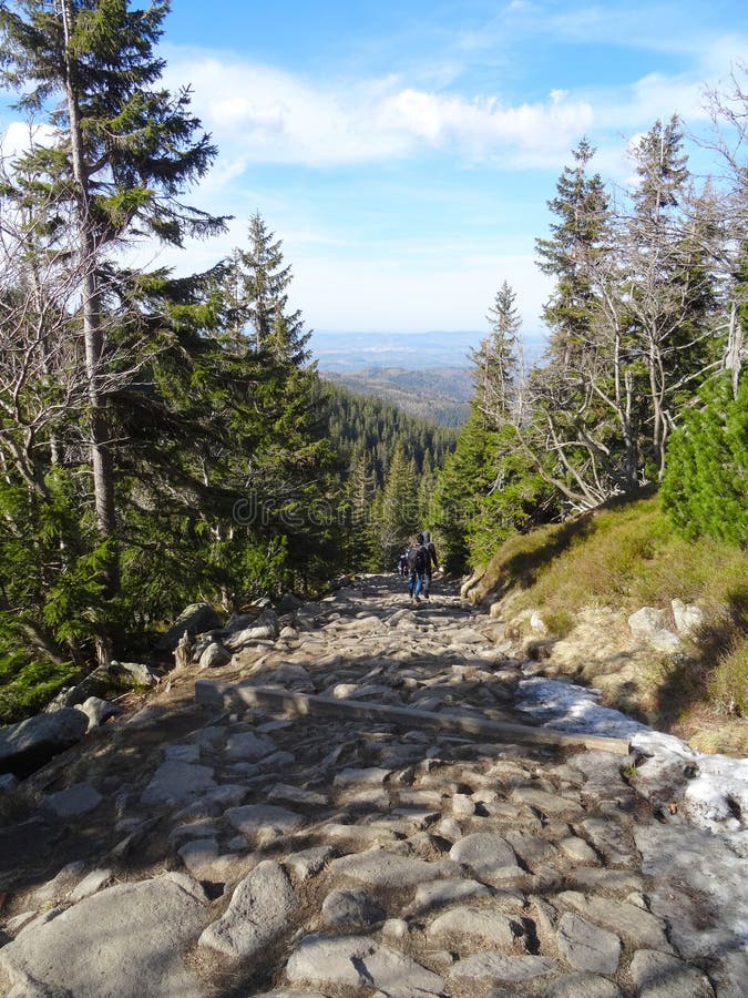 Path through the Forest among the Greenery. Hiking and Jogging in the ...