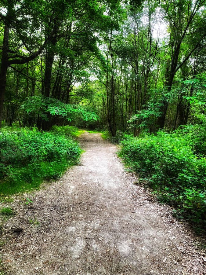 Path through the forest stock image. Image of tree, soil - 281577603