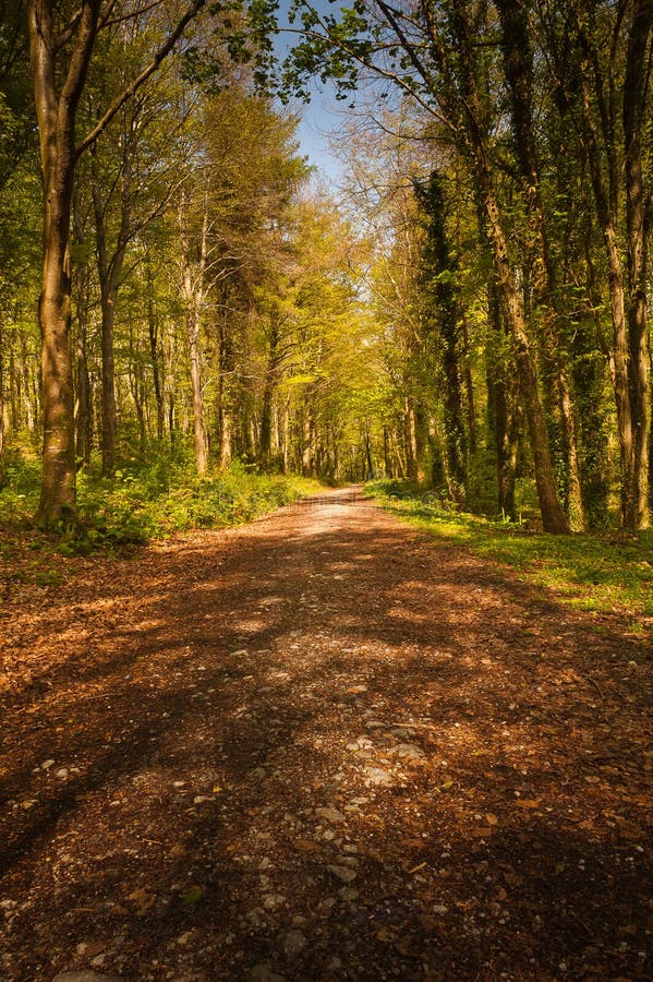 Path in forest, Ireland stock photo. Image of autumn - 18502508