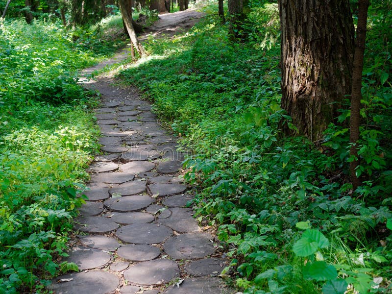Path in the Forest among Large Tree Trunks Stock Photo - Image of ...