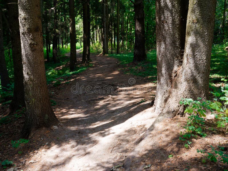 Path in the Forest among Large Tree Trunks Stock Photo - Image of ...