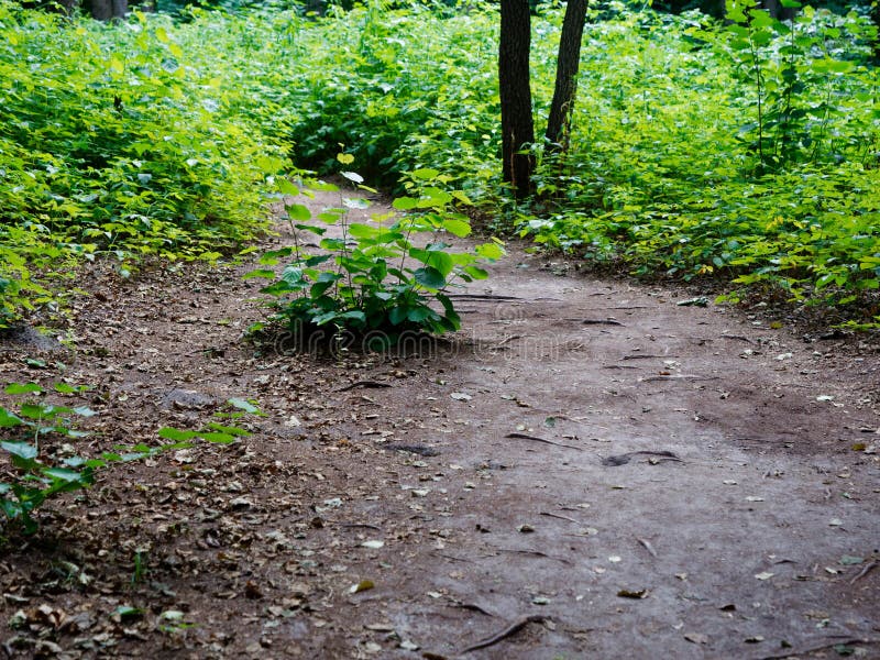Path in the Forest among Large Tree Trunks Stock Photo - Image of ...
