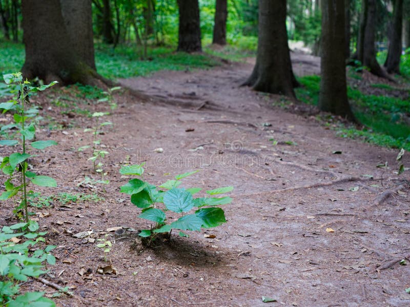 Path in the Forest among Large Tree Trunks Stock Image - Image of moss ...