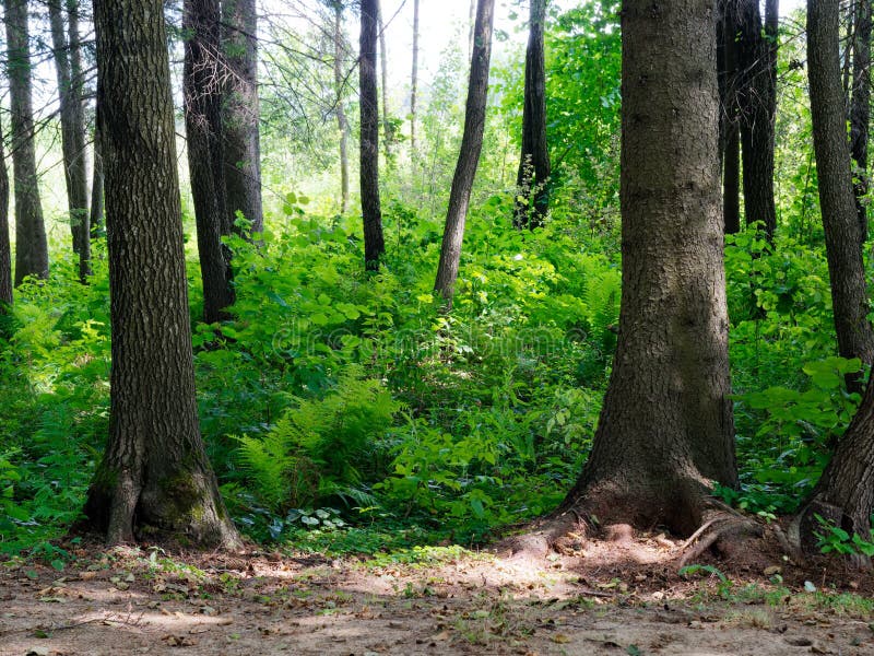 Path in the Forest among Large Tree Trunks Stock Photo - Image of land ...
