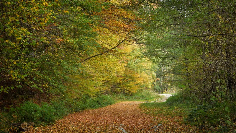 Path in Forest, Late Autumn Stock Photo - Image of autumn, winding ...