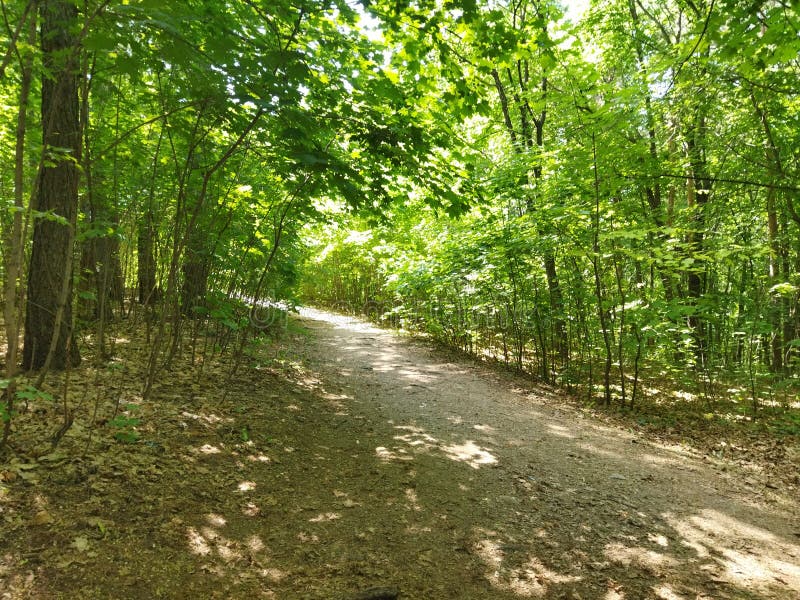 Beautiful Green Forest, Path into the Deep Stock Image - Image of path ...