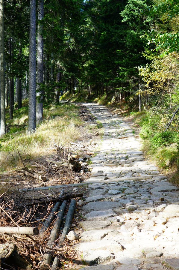 Path through forest stock image. Image of path, trees - 34928307