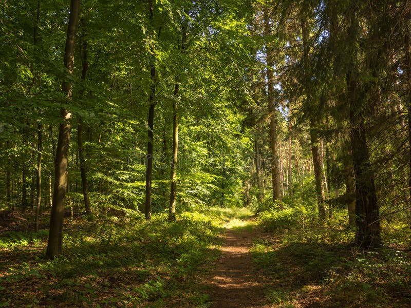 Path in the Forest Leading into the Light Stock Image - Image of ...