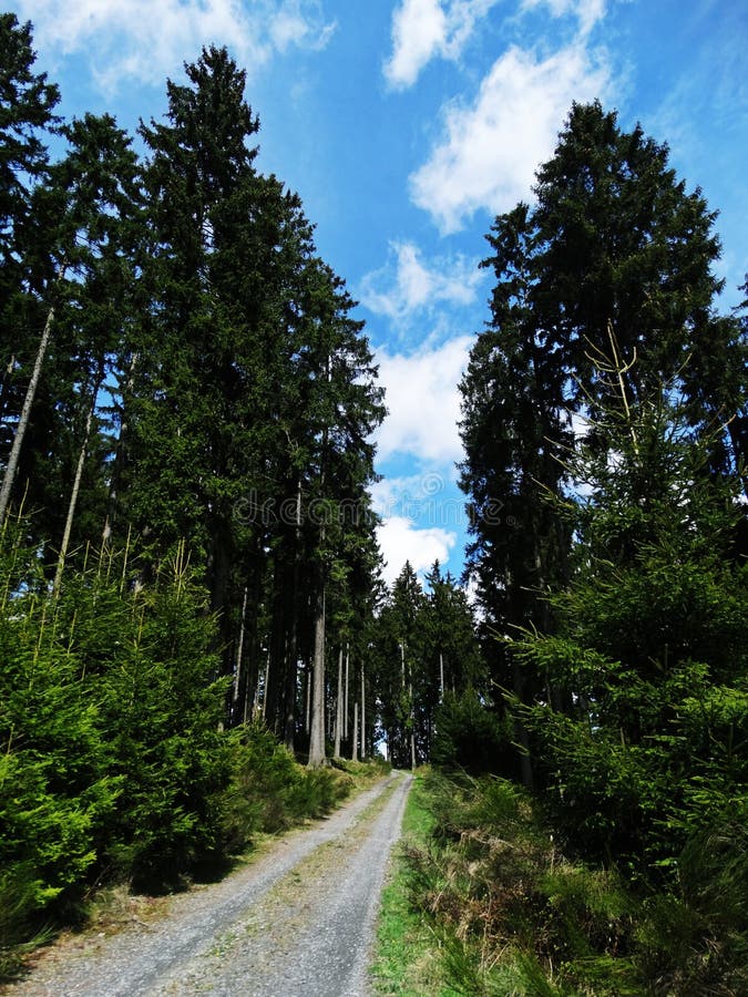 Path into the Forest stock photo. Image of path, leaf - 93175680