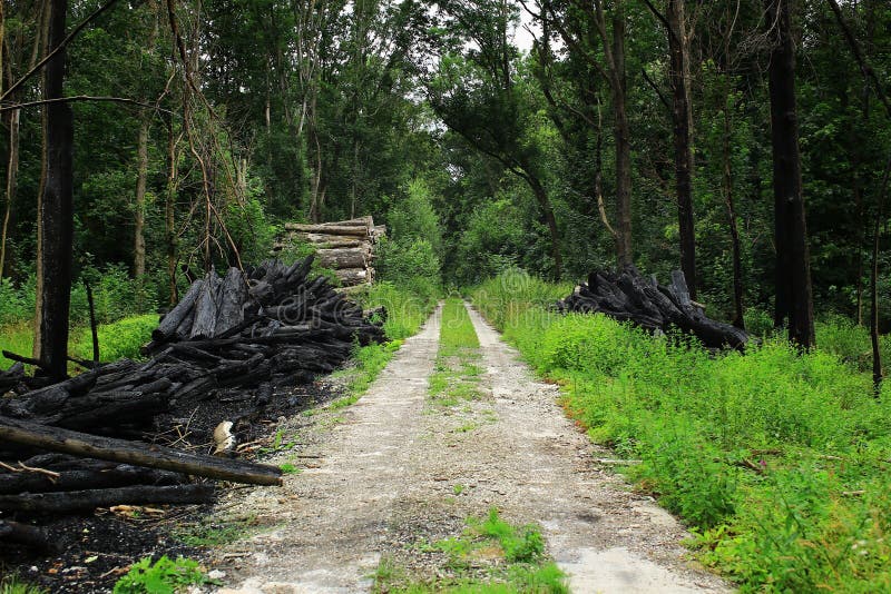 Path through Forest Leading To Logs with Charred Wood and Greenery on a ...