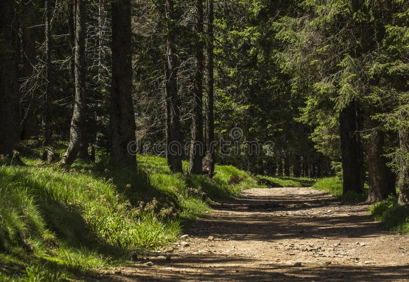 Path in a forest stock image. Image of lane, path, bush - 74293015