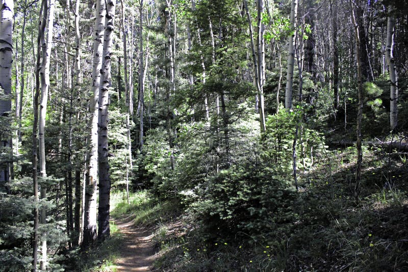 Path into the Forest stock photo. Image of nature, pathway - 95100308