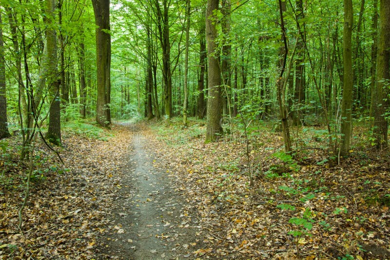 Ground In The Forest. Forest Soil With Grass And Twigs. Nature Backdrop ...