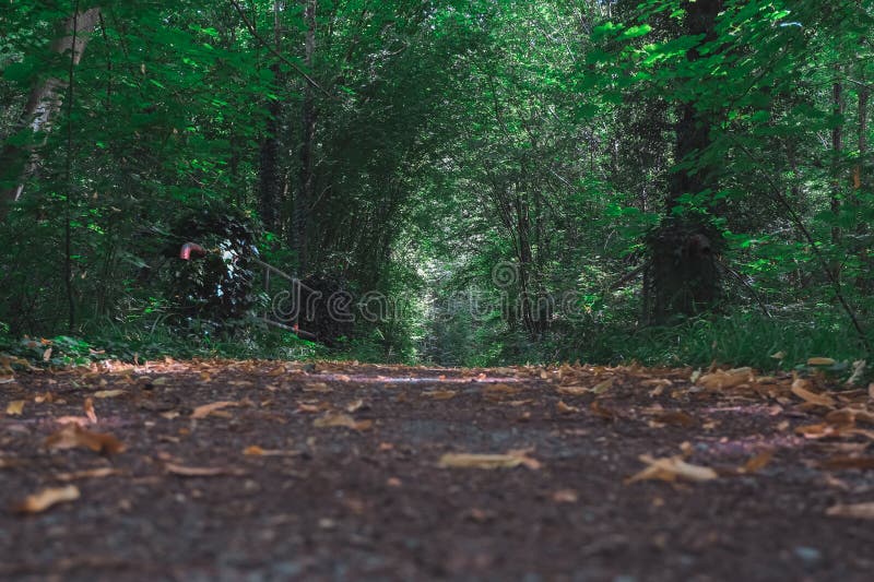 Path through a Forest with Leaves on the Ground Stock Photo - Image of ...