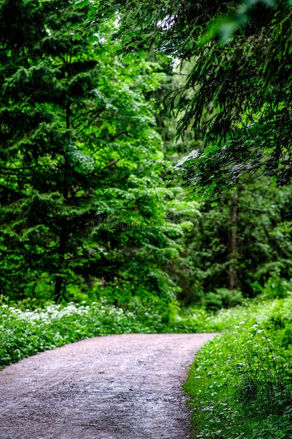A Path in the Forest. the Leaves on the Trees are Wet after the Rain ...