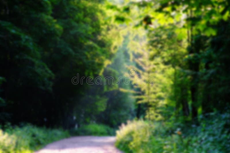 A Path in the Forest. the Leaves on the Trees are Wet after the Rain ...