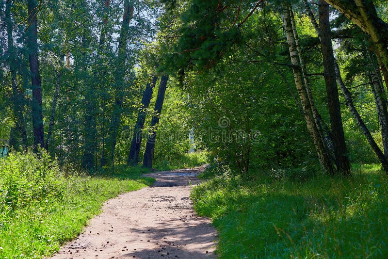 A Path in the Forest Lit by the Sun. Forest Path on a Sunny Summer Day ...