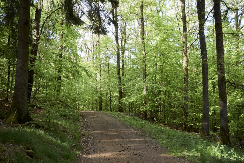 A Path in the Forest Lit by the Sun. Forest Path on a Sunny Summer Day ...