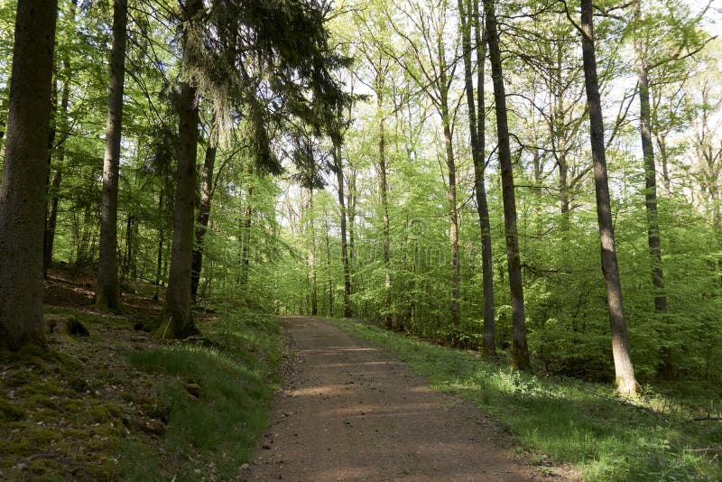 A Path in the Forest Lit by the Sun. Forest Path on a Sunny Summer Day ...