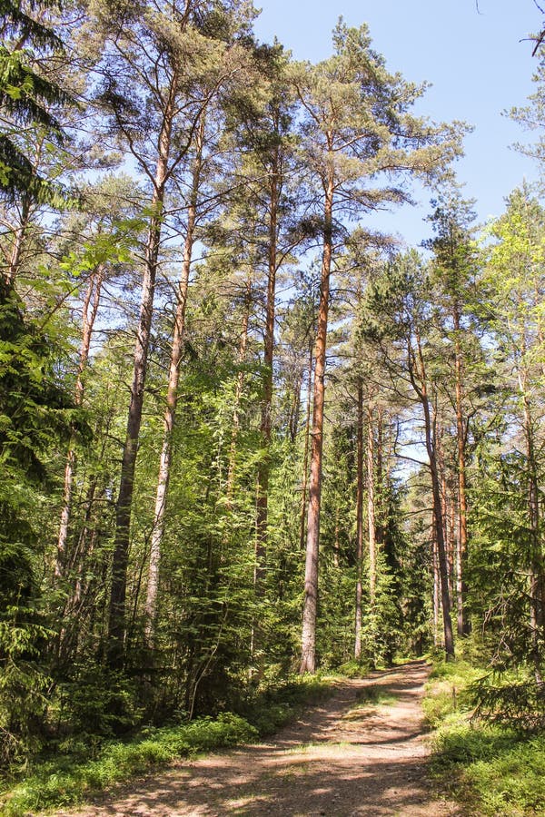 Path in the Forest Lit by the Sun Stock Photo - Image of environment ...