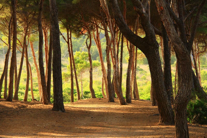 Path in the Forest in Mallorca among the Trunks of Tall Trees in Summer ...