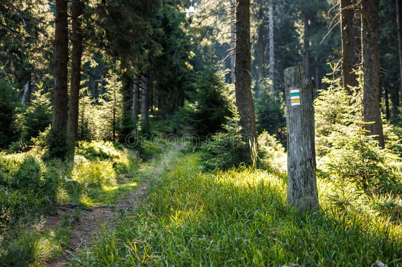 Path through Forest Marked by Hiking Trail Sign Painted at Tree Trunk ...