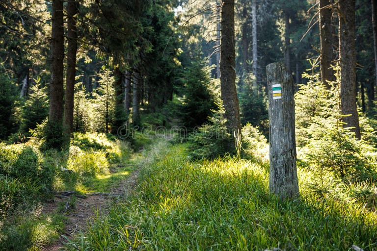 Path through Forest Marked by Hiking Trail Sign Painted at Tree Trunk ...