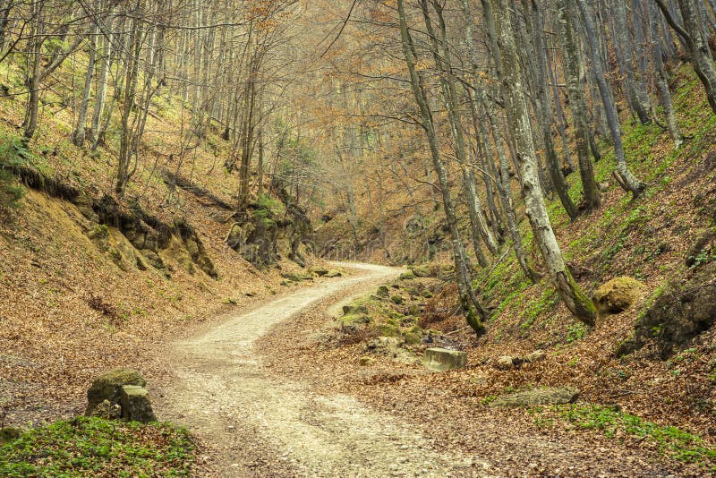 Path in the forest stock image. Image of botanical, canopy - 39236121