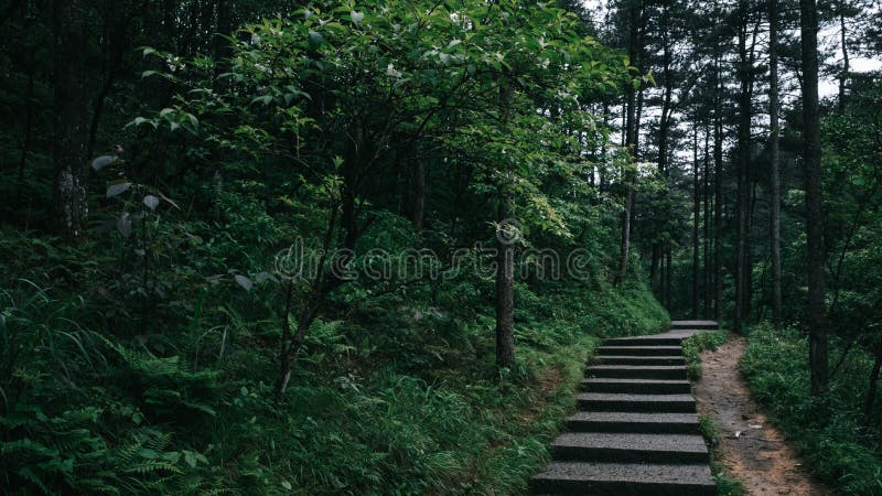 Path in Forest in Mingyue Mountain, Jiangxi, China Stock Image - Image ...