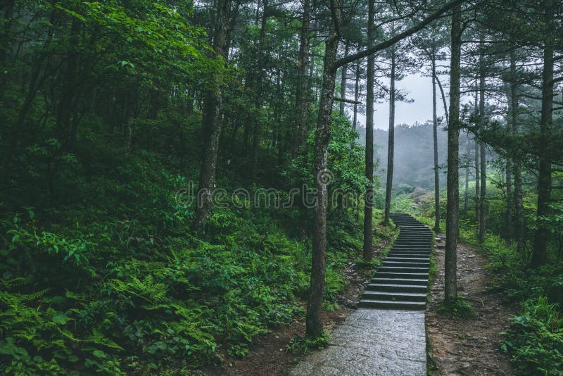 Path in Forest in Mingyue Mountain, Jiangxi, China Stock Photo - Image ...