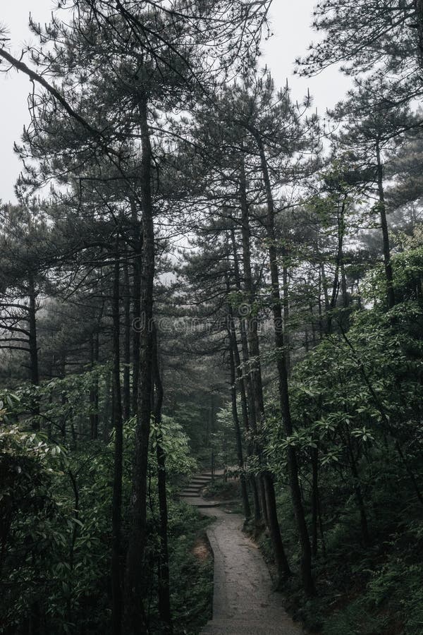 Path in Forest in Mingyue Mountain, Jiangxi, China Stock Image - Image ...