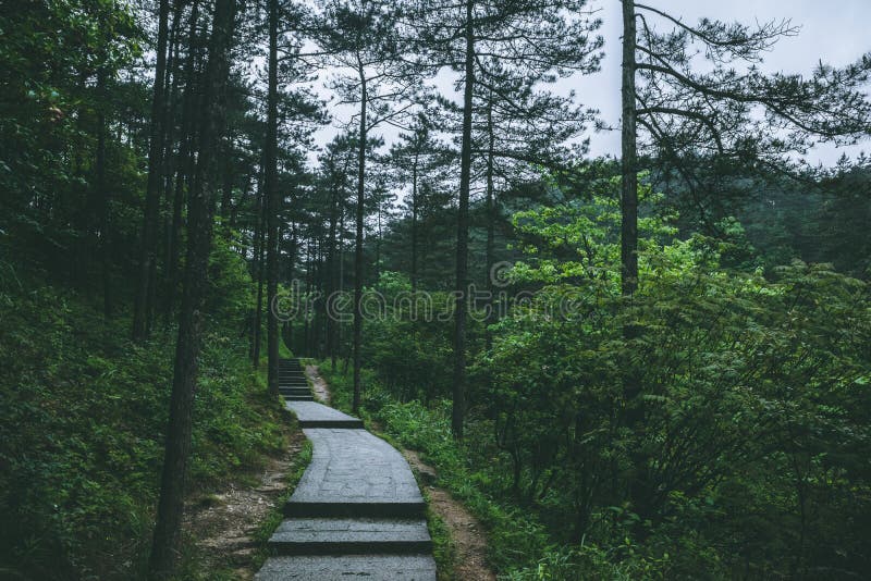 Path in Forest in Mingyue Mountain, Jiangxi, China Stock Image - Image ...