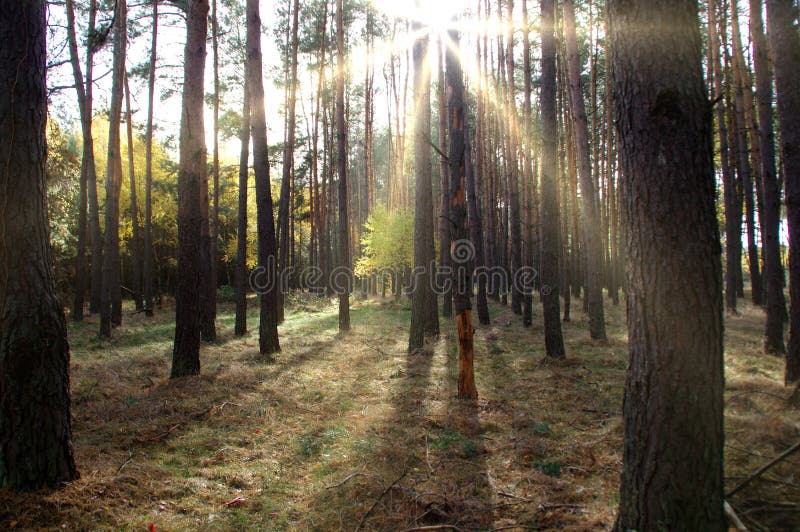 Morning in forest stock photo. Image of sunshine, bright - 130781664