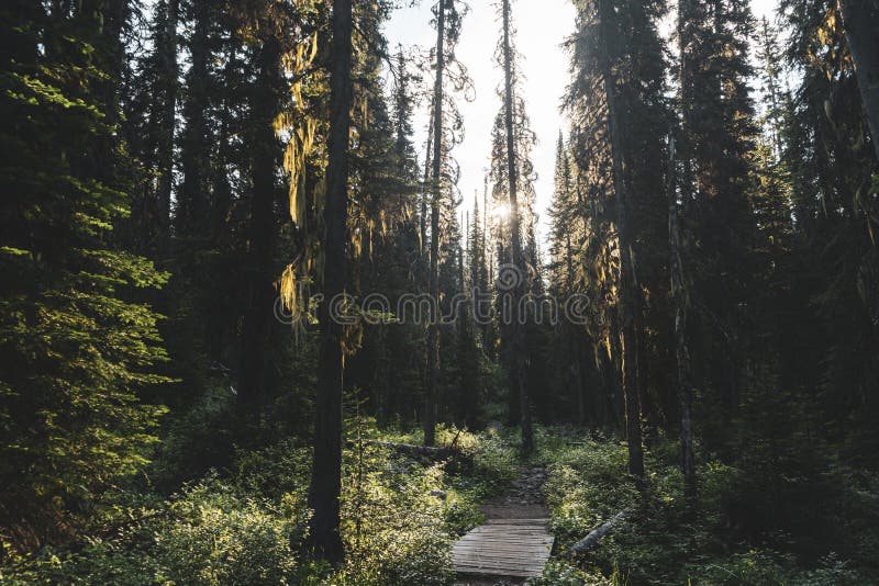 Path through the Forest in a Morning Sunlight Stock Photo - Image of ...