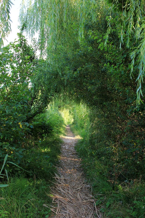 Path in the Forest. Natural Tunnel with Green Tree Branches Stock Photo ...