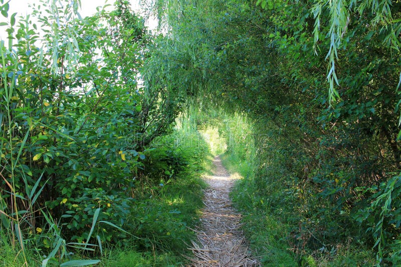 Path in the Forest. Natural Tunnel with Green Tree Branches Stock Image ...