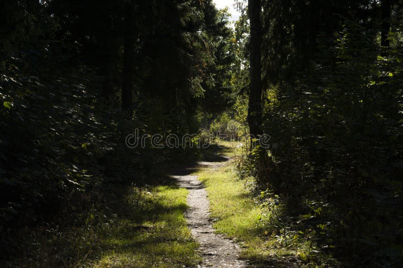 Path in the Forest. Nature in Summer Stock Image - Image of division ...