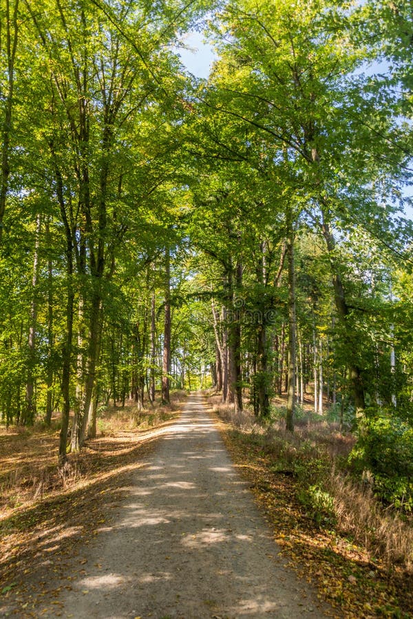 Path in a Forest Near Cesky Sternberk, Czech Republ Stock Image - Image ...