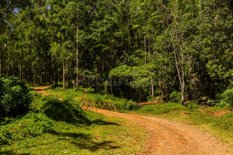 Path in a Forest Near Kericho, Ken Stock Photo - Image of park, wood ...